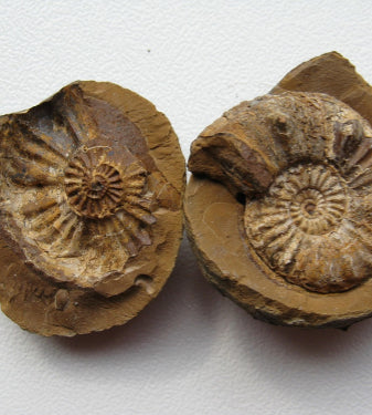 Fossils