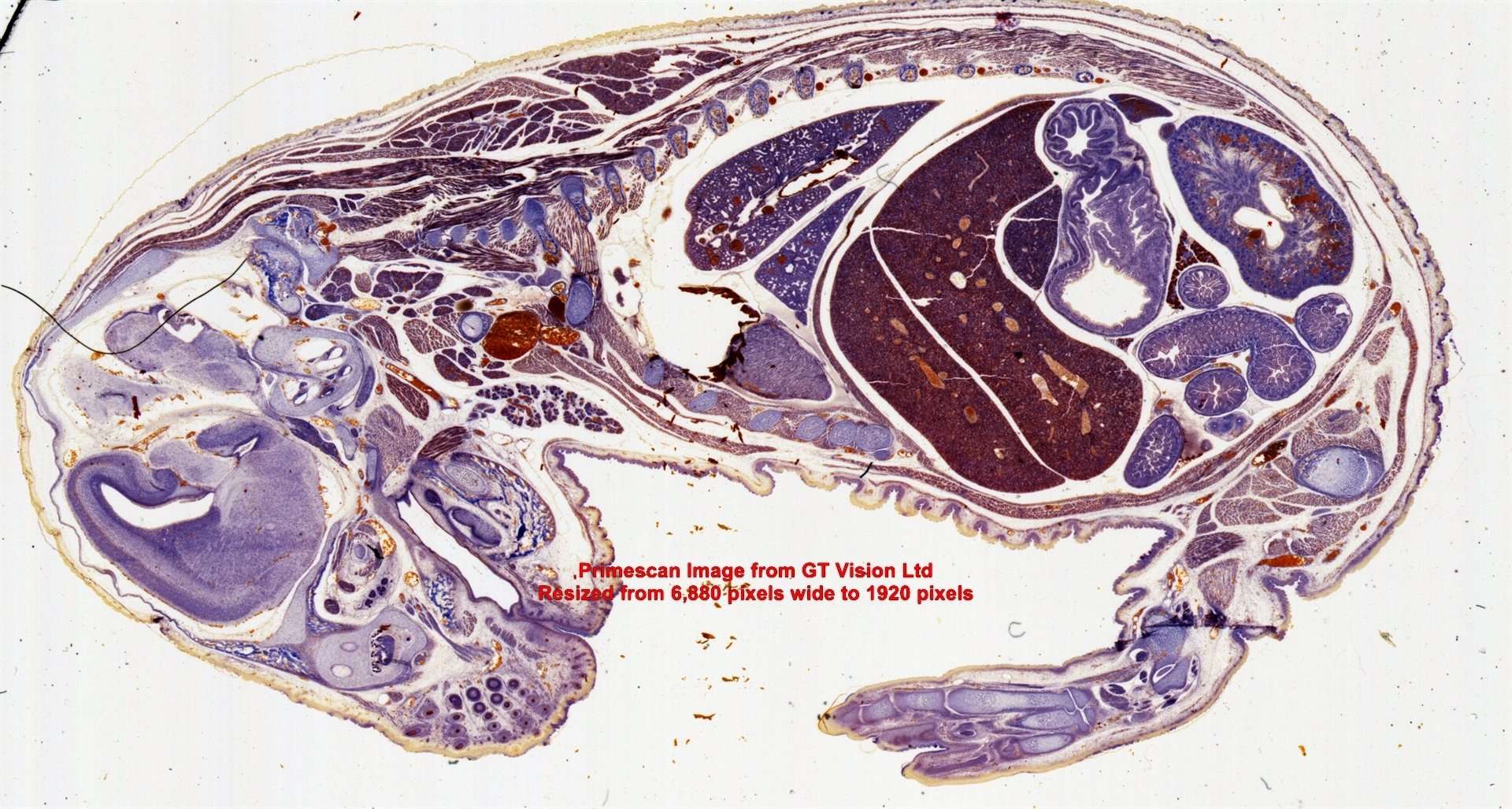 Microscope Slide Scanners